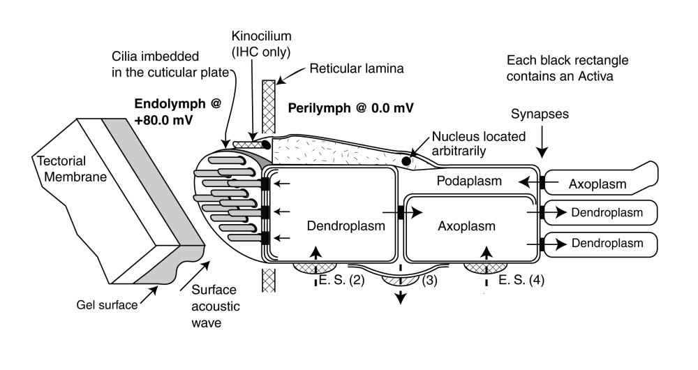 The Dispersive SAW-based Cochlear Partition